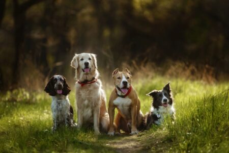 Comparación entre lobos y perros | zooplus Magazine