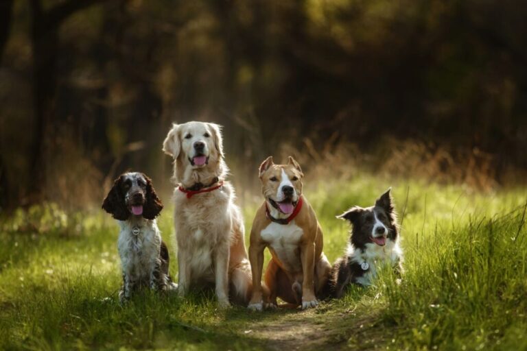 Comparación entre lobos y perros | zooplus Magazine
