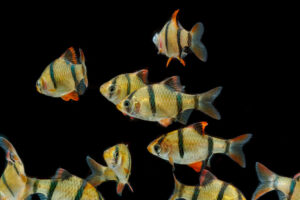 Barbo tigre (Barbus tetrazona) | zooplus Magazine