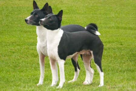 Basenji | zooplus Magazine