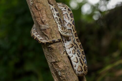 Pitón de la India (Python molurus) | zooplus Magazine