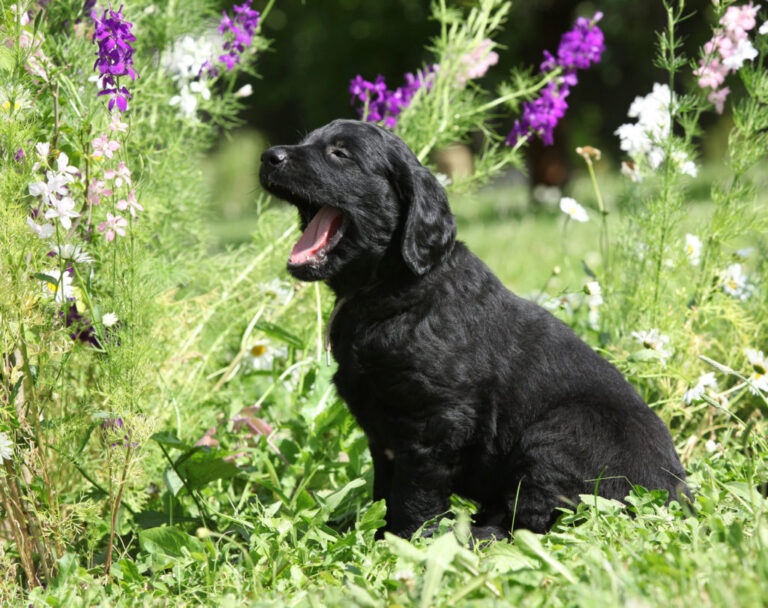 Flat coated retriever (cobrador de pelo liso) | zooplus Magazine