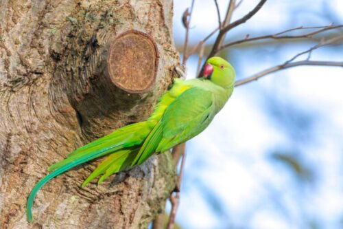 Cotorra de Kramer | zooplus Magazine