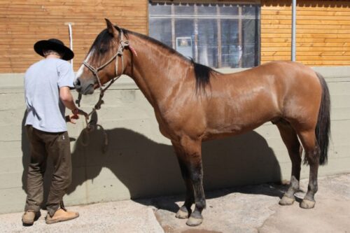 Criollo | zooplus Magazine