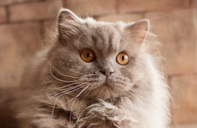 Patrones del pelaje y colores del gato | zooplus Magazine