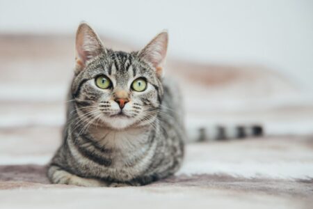 Patrones del pelaje y colores del gato | zooplus Magazine