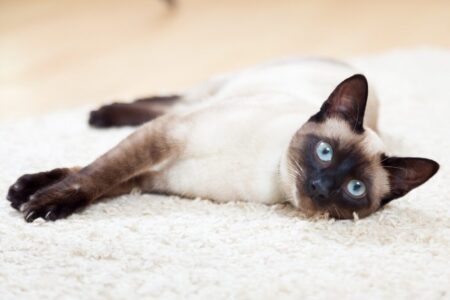 Patrones del pelaje y colores del gato | zooplus Magazine