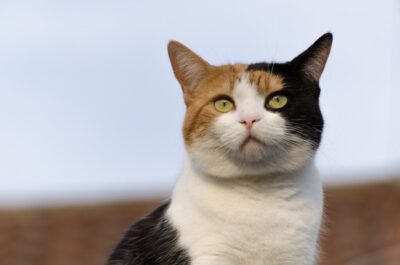 Patrones del pelaje y colores del gato | zooplus Magazine