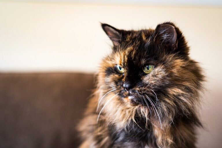 Patrones del pelaje y colores del gato | zooplus Magazine