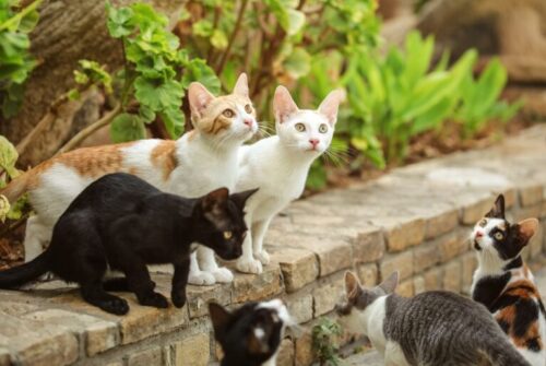 Patrones del pelaje y colores del gato | zooplus Magazine