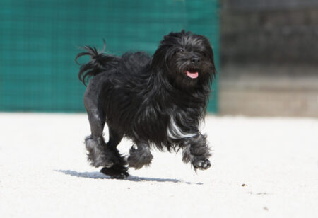 Pequeño perro león | zooplus Magazine
