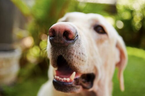 Los sentidos del perro | zooplus Magazine
