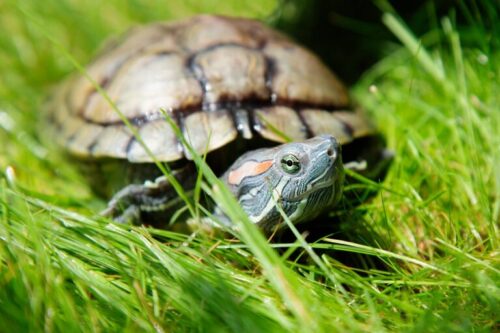 Trachemys scripta elegans | zooplus Magazine