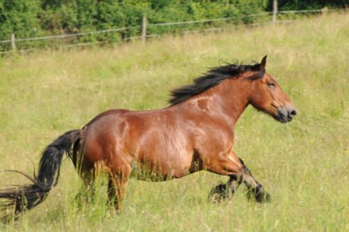 Ardenner | zooplus Magazine