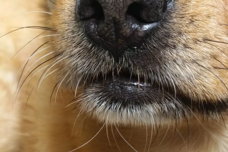 Bigotes de los perros: vibrisas y su función | zooplus Magazine