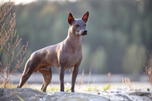 Xoloitzcuintle | zooplus Magazine