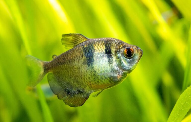 Pez monjita (Gymnocorymbus ternetzi) | zooplus Magazine