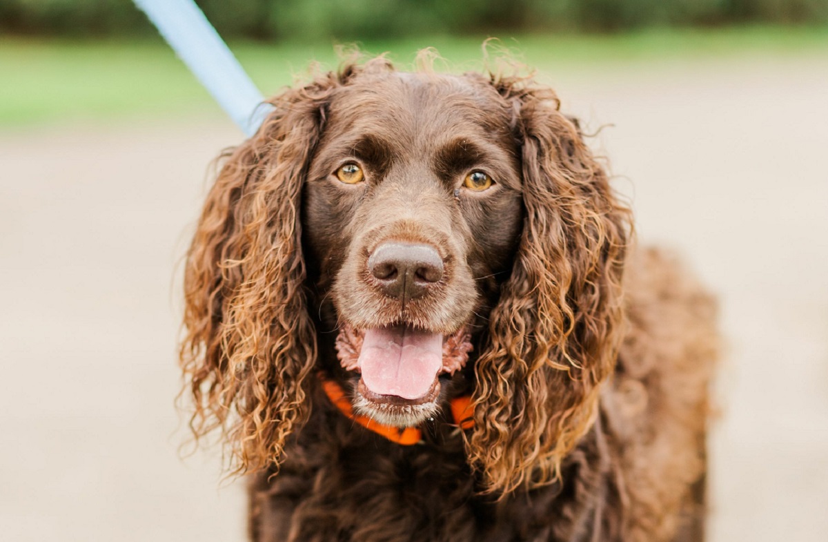 Boykin spaniel | zooplus Magazine