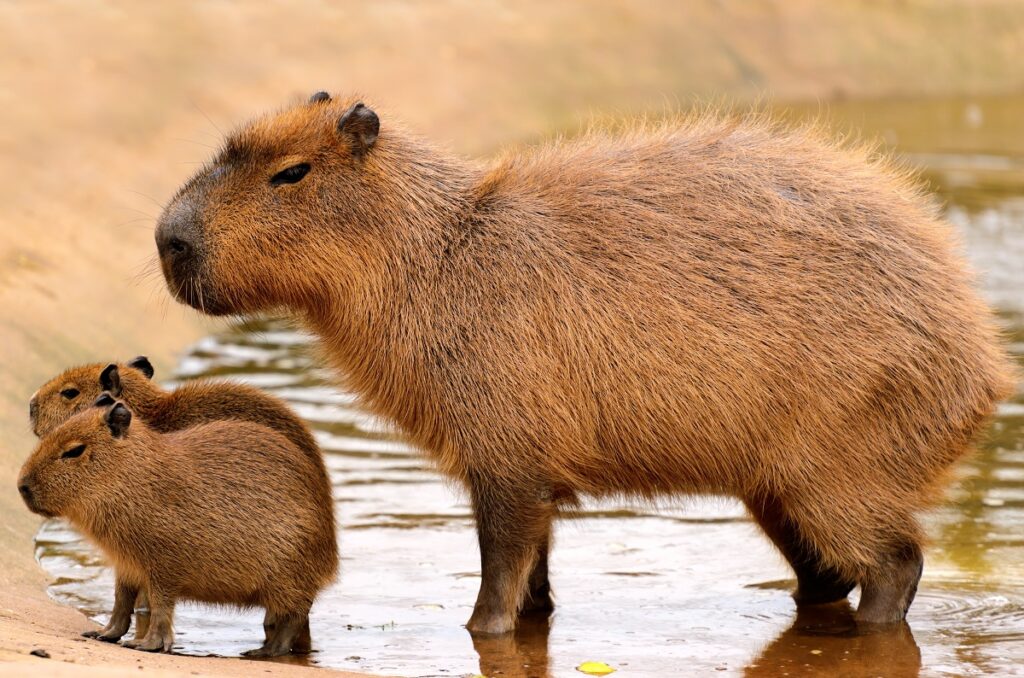 Capibara: ¿el nuevo animal doméstico de moda? | zooplus Magazine