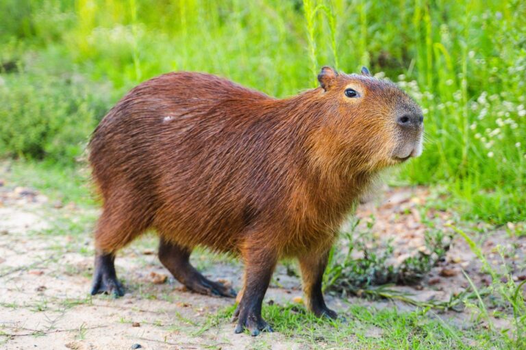 Capibara: ¿el nuevo animal doméstico de moda? | zooplus Magazine