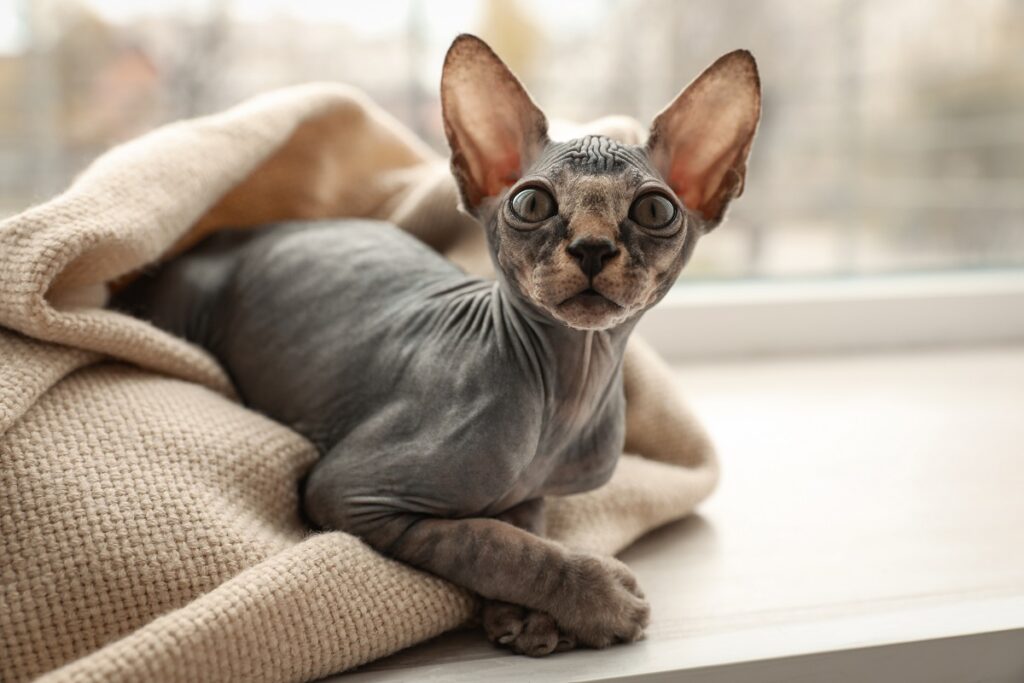 Gatos sin pelo: razas y problemática de la cría inhumana | zooplus Magazine