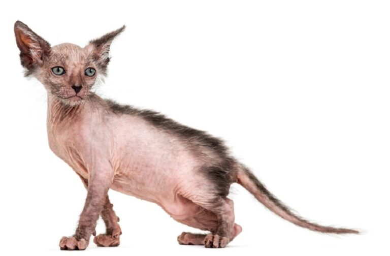 Gatos sin pelo: razas y problemática de la cría inhumana | zooplus Magazine