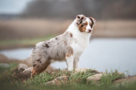 Merlé en perros: belleza con inconvenientes | zooplus Magazine