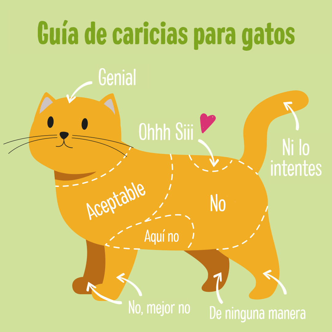 Cómo acariciar a un gato correctamente | zooplus Magazine
